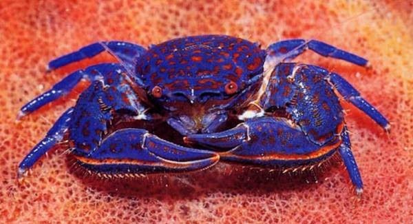 Foto-foto Kepiting yang Unik dan Indah | Berita Biologi